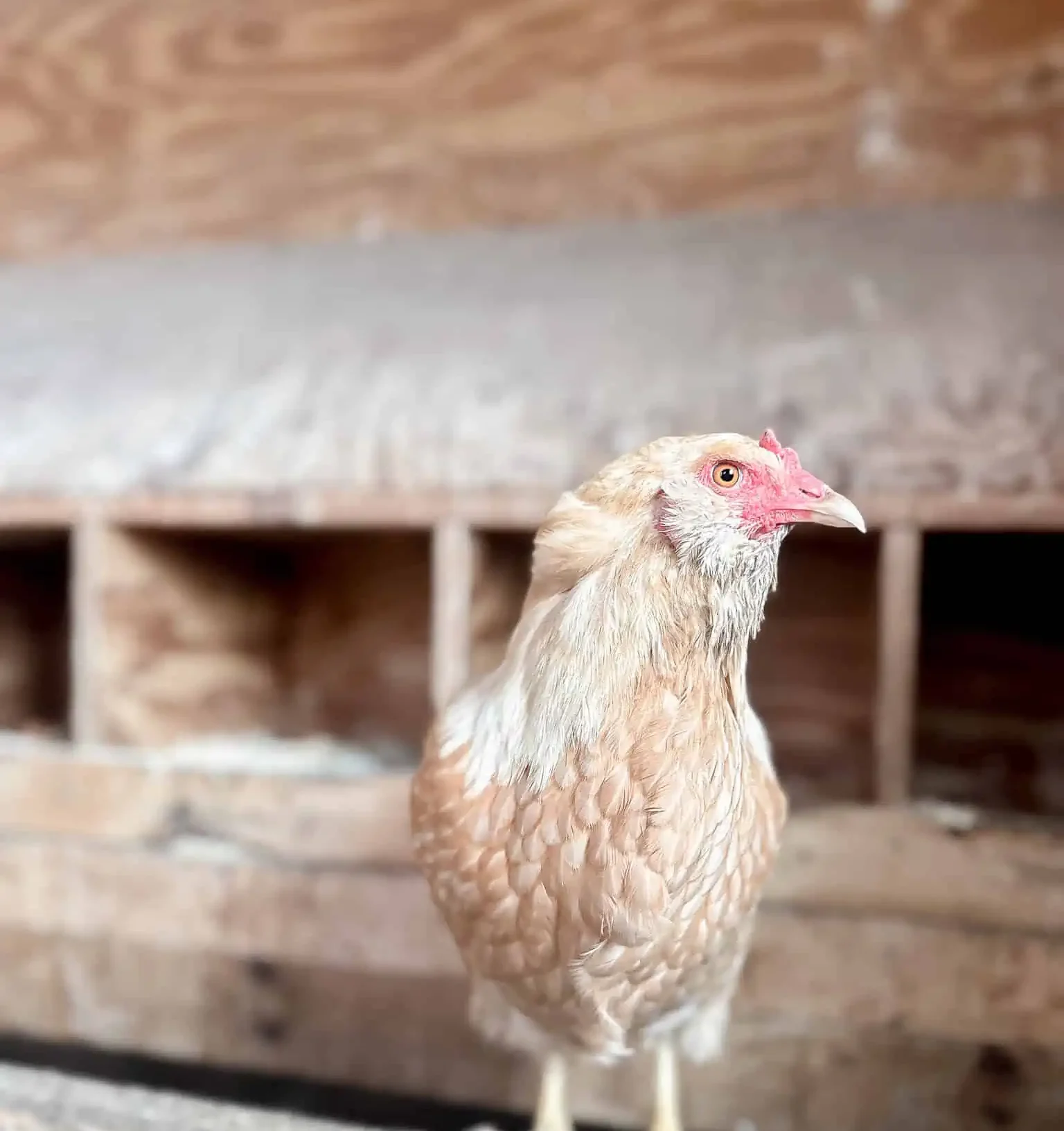 Should I Have a Rooster? Consider This. - Headrick Homestead