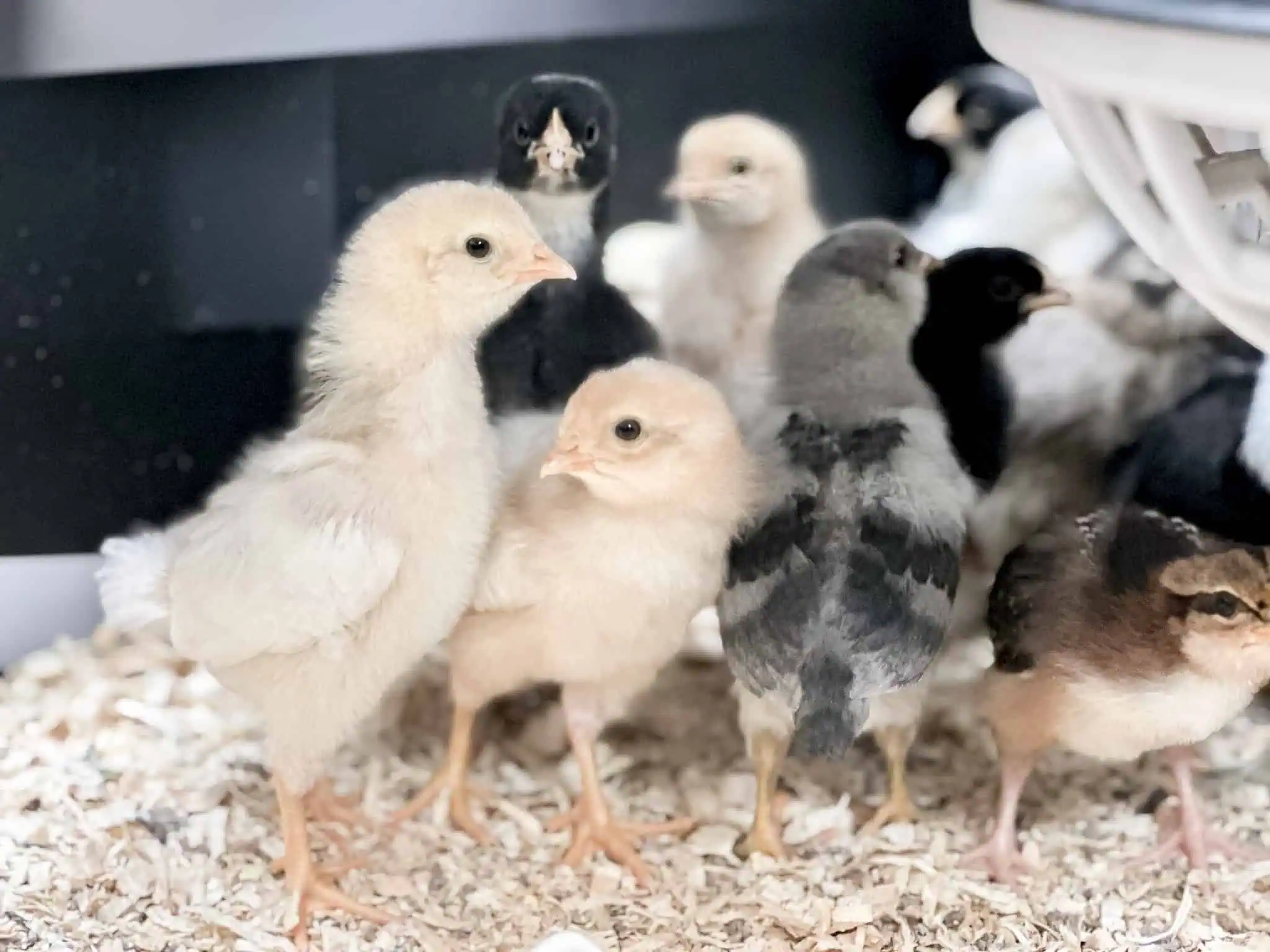 When Should I Get Chickens: Do You Have To Get Chicks in the Spring ...