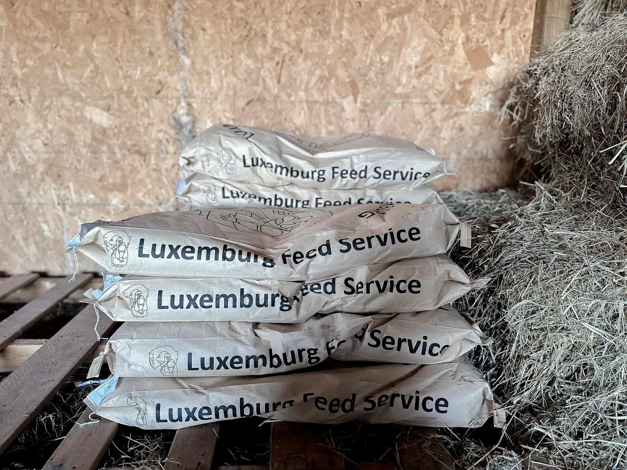 Where to Buy High Quality Chicken Feed